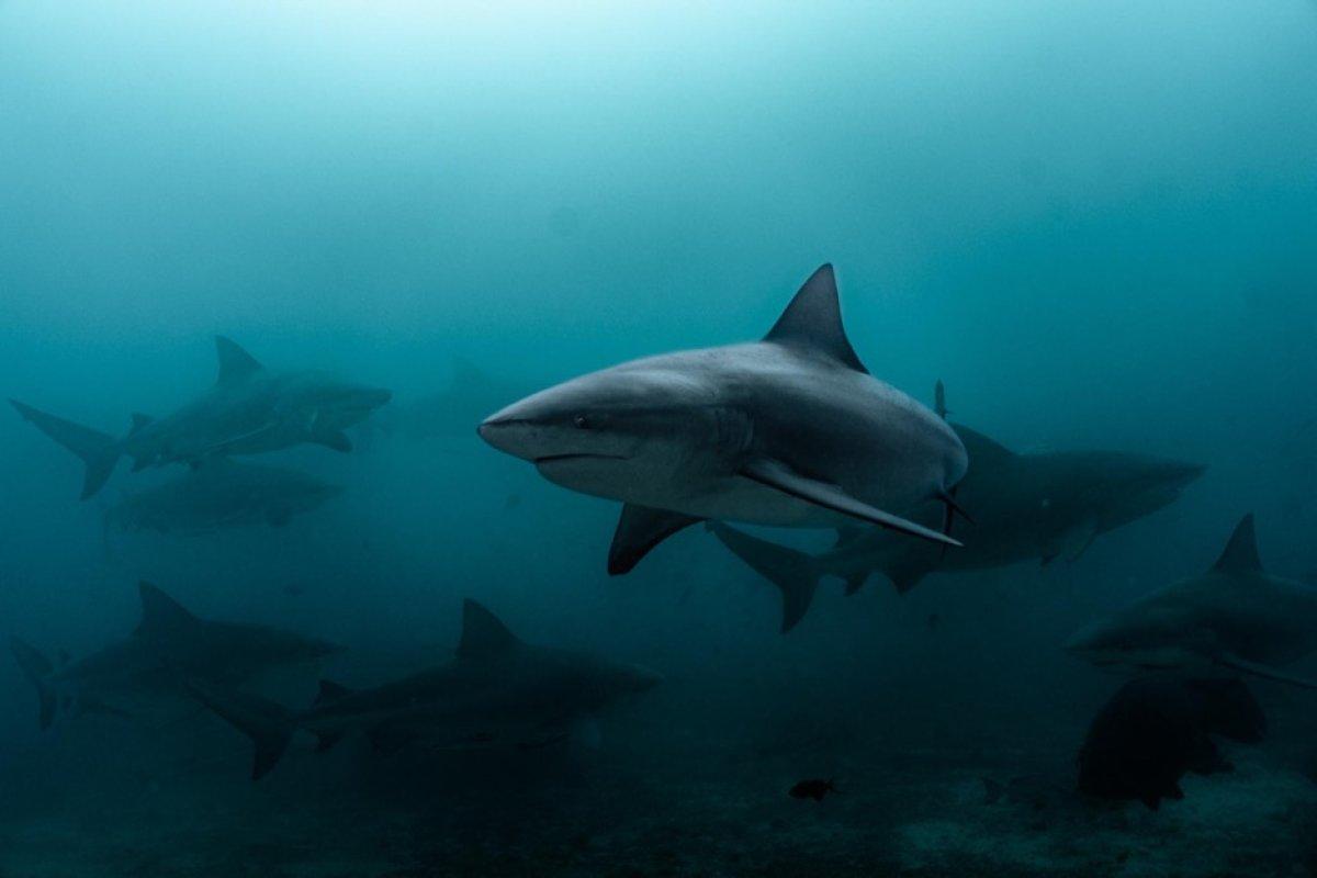 SSI x Edges of Earth: Diving with Fiji’s Bull Sharks