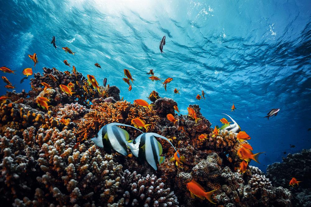 รับ Specialty SSI Marine Invertebrates Ecology ของคุณวันนี้